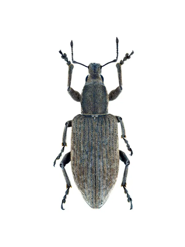 PPT - 14 PEST OF PADDY.pdf - A4agriculture